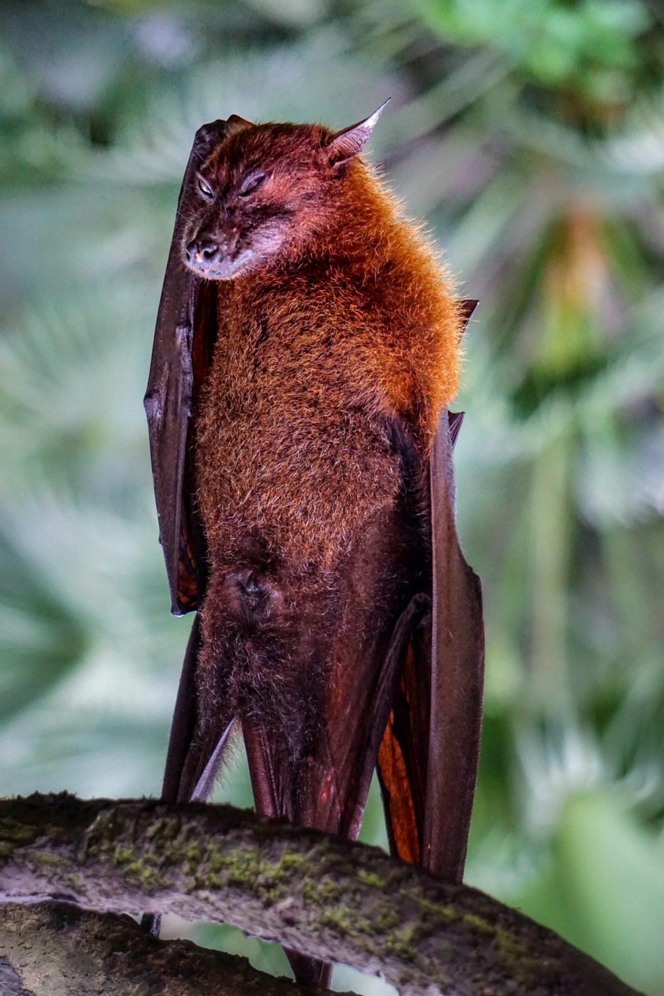 Karma is a Bat » Gaurav Wadhwani